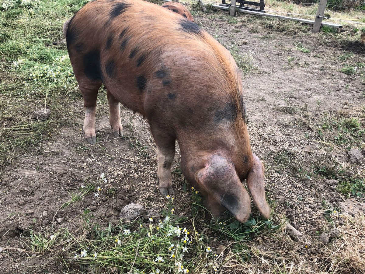 Gallery - Oxford Sandy and Black Pigs
