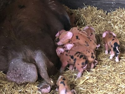 Our History - Oxford Sandy and Black Pigs