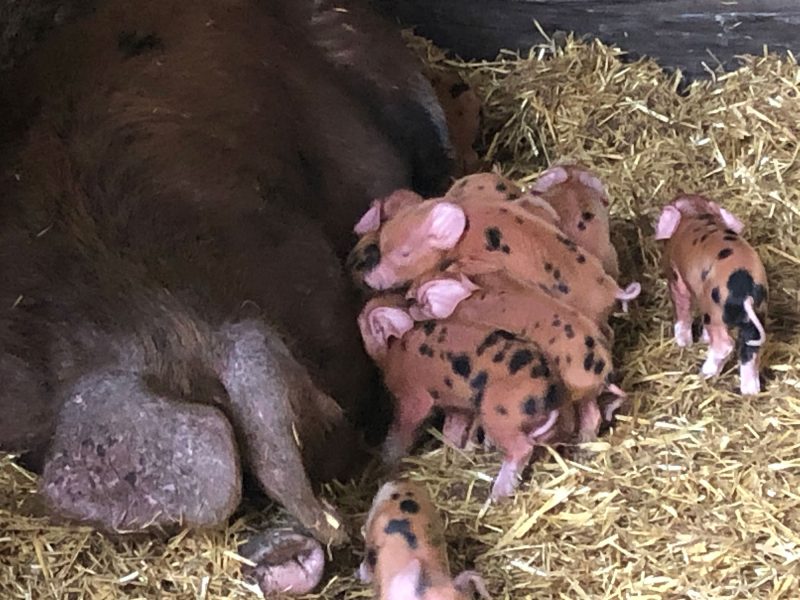 Our History - Oxford Sandy and Black Pigs