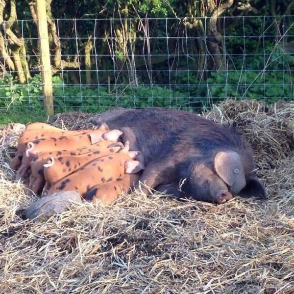 Home - Oxford Sandy and Black Pigs
