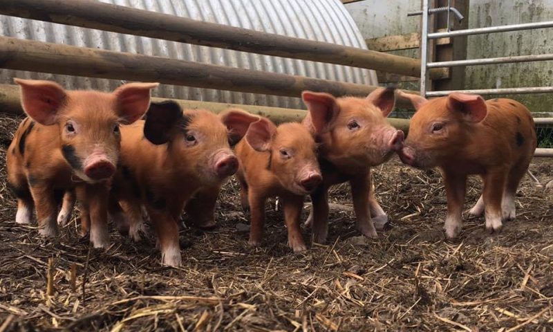 Gallery - Oxford Sandy and Black Pigs