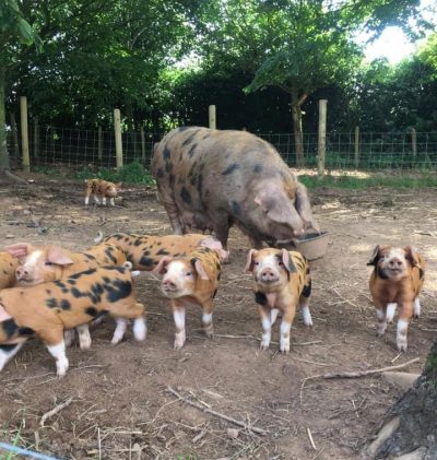 Our History - Oxford Sandy and Black Pigs