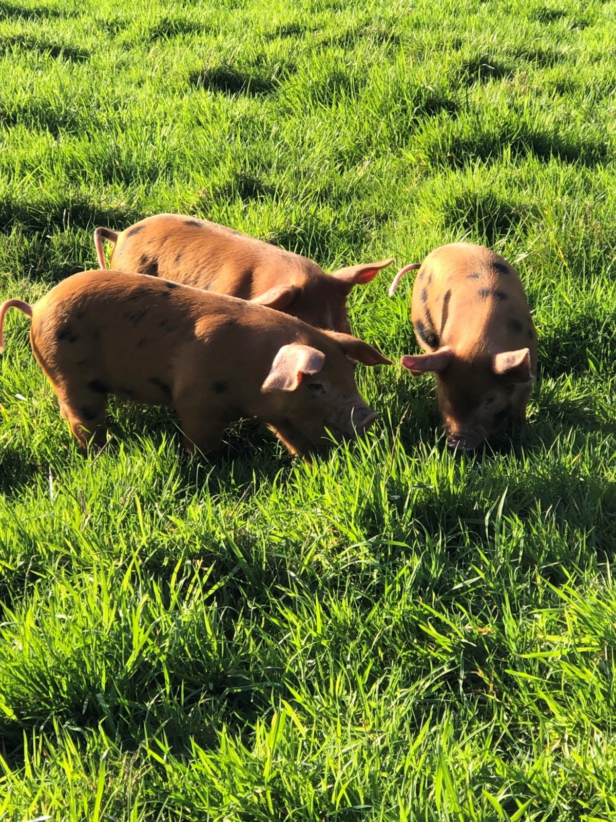 Home - Oxford Sandy and Black Pigs