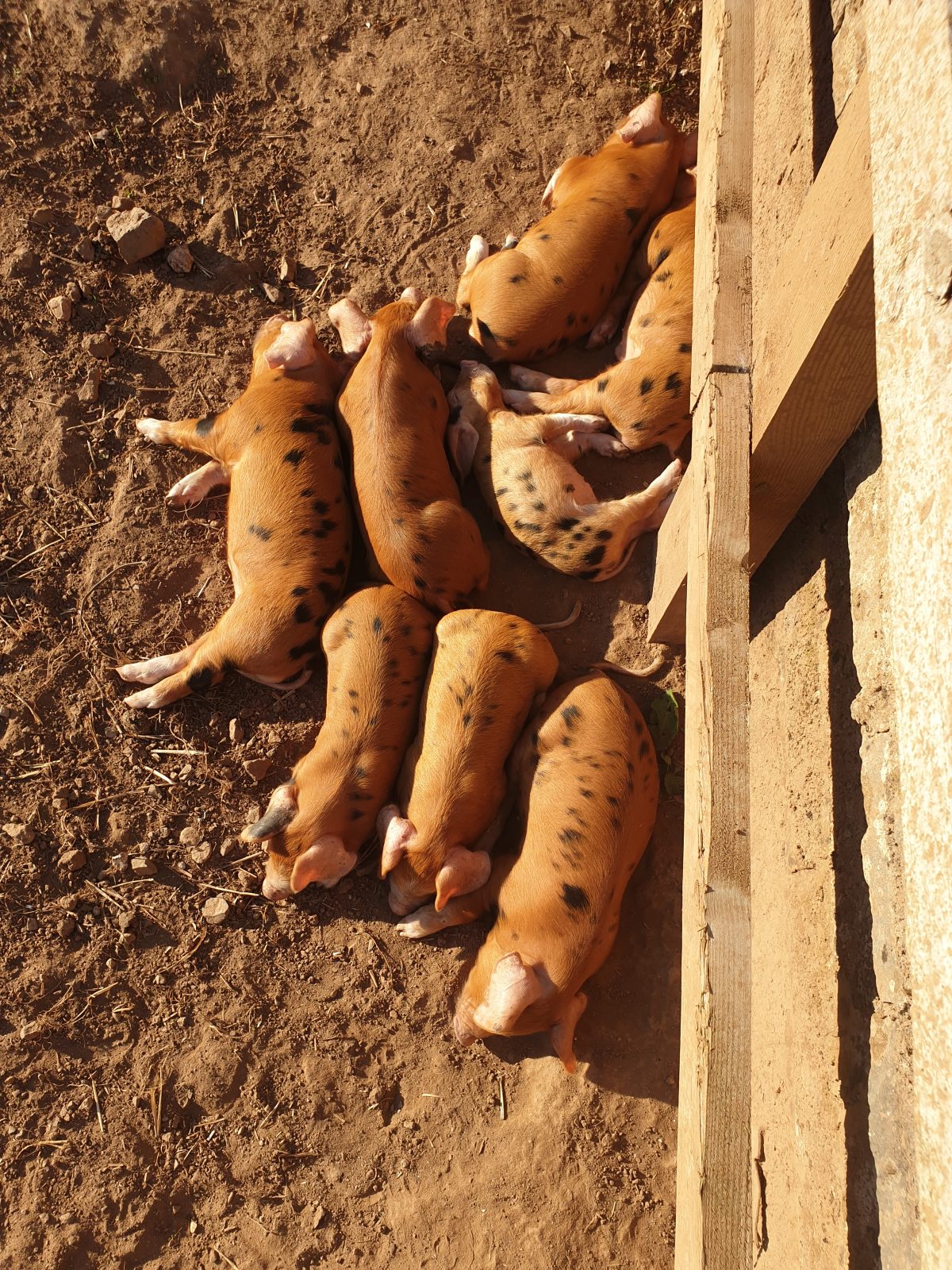 Home - Oxford Sandy and Black Pigs